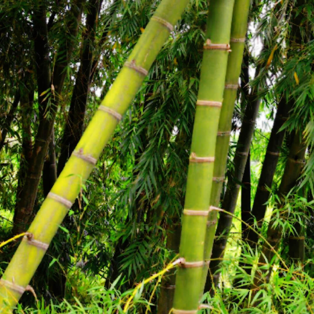 Día Nacional de la Guadua
